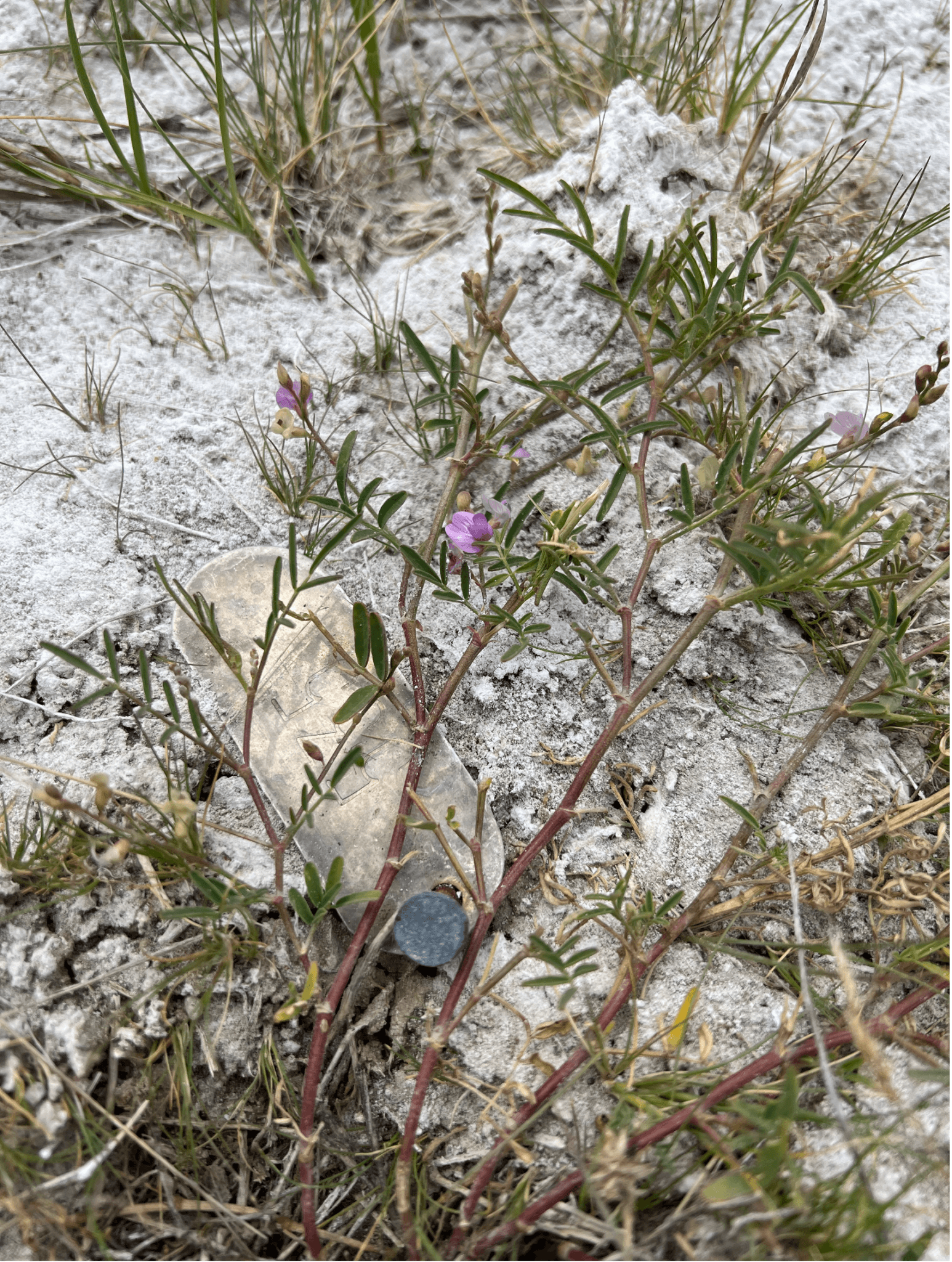 How to Use Natural History and Population Modeling to Save an ...