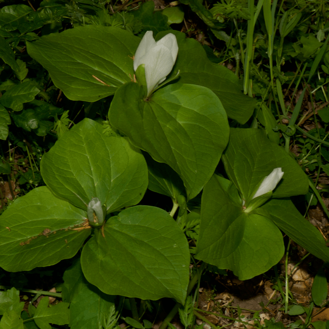 CNPS North Coast - North Coast California Native Plant Society