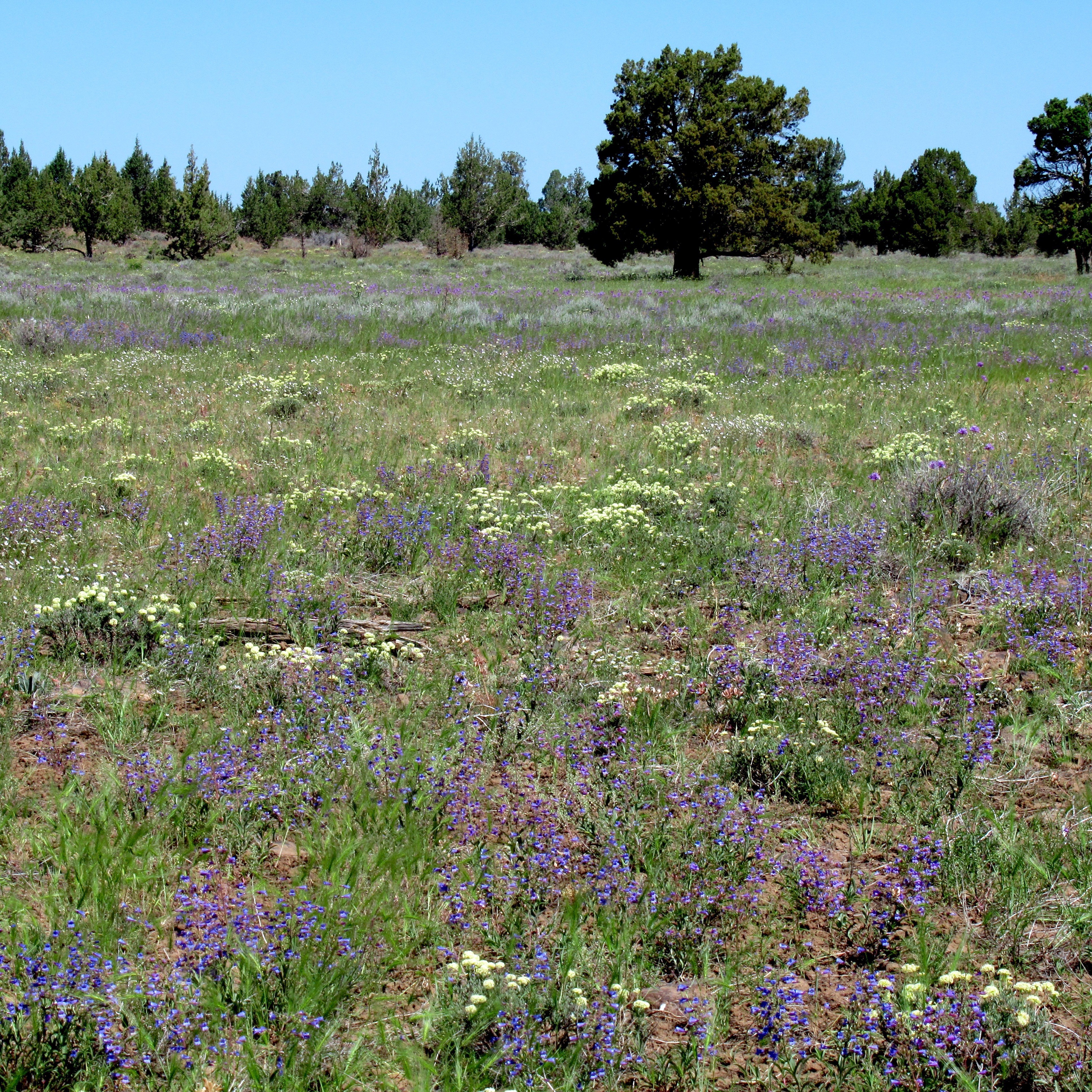 CNPS North Coast - North Coast California Native Plant Society