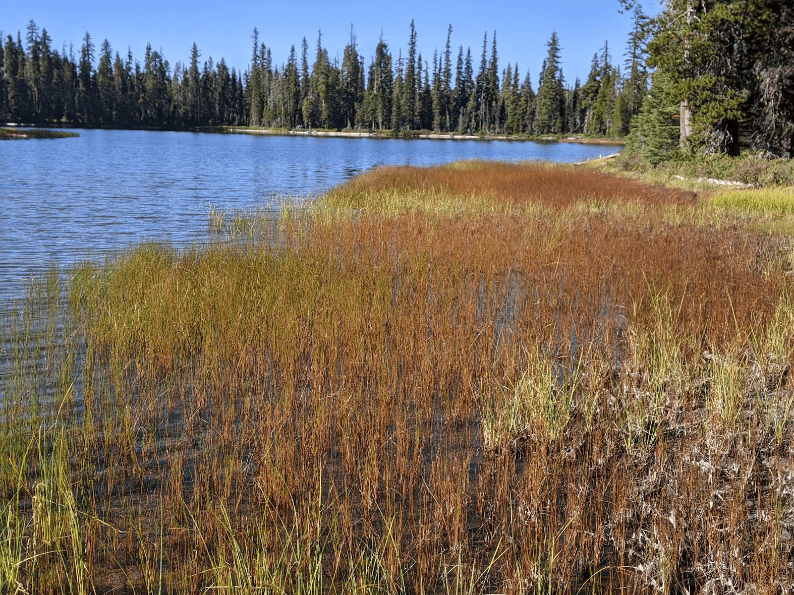 Workshop. Deep Dive on Rushes - North Coast California Native Plant Society